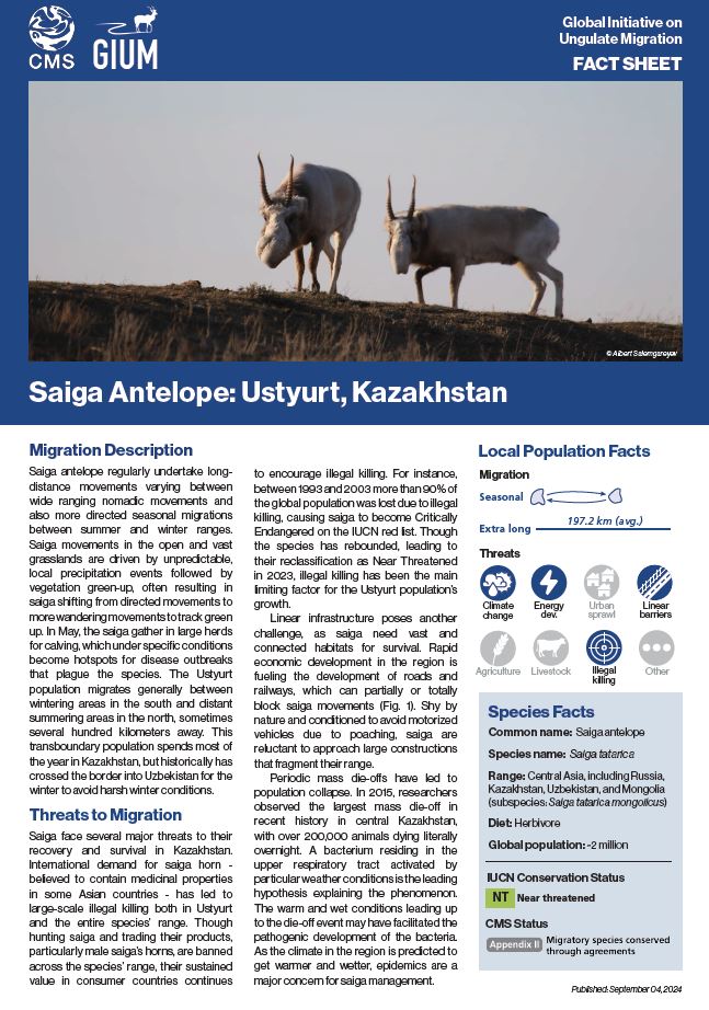 Fact Sheet on Saiga Antelope Migration | Central Asian Mammals Initiative