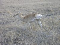 Barriers to Migration in Central Asia | Central Asian Mammals Initiative
